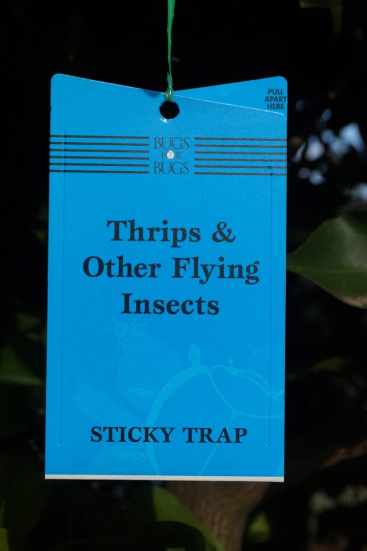 BUGS4BUGS BLUE STICKY FLY TRAP | Dome SAP Portal